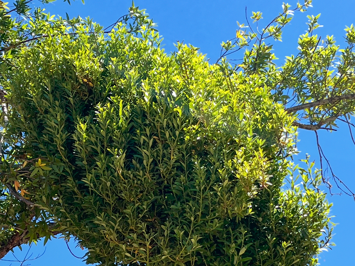 The Role of a Tree Collector in Influencing California Landscaping ...